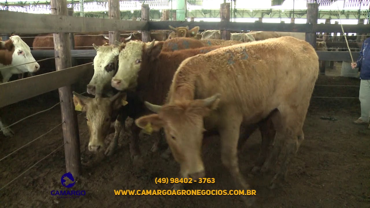 Apresentação Lotes da Feira de Inverno Lages SC - YouTube