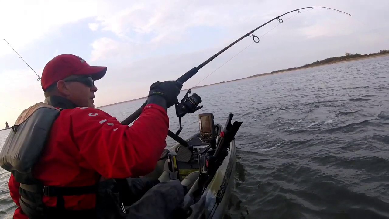 Shallow water gator bluefish - YouTube