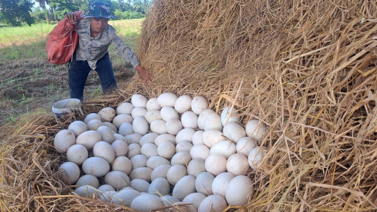 Top Video amazing -A woman who was picking straw saw a lot of duck eggs ...