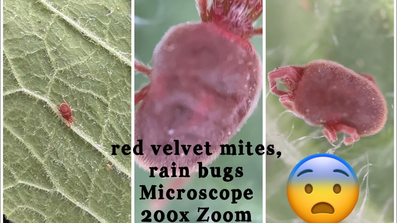 Rain bugs,red velvet mites,microscop 200x zoom - YouTube