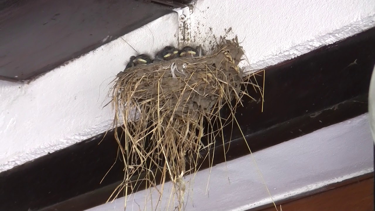 Schwalbe im Nest, Fischerdorf Vitt - YouTube
