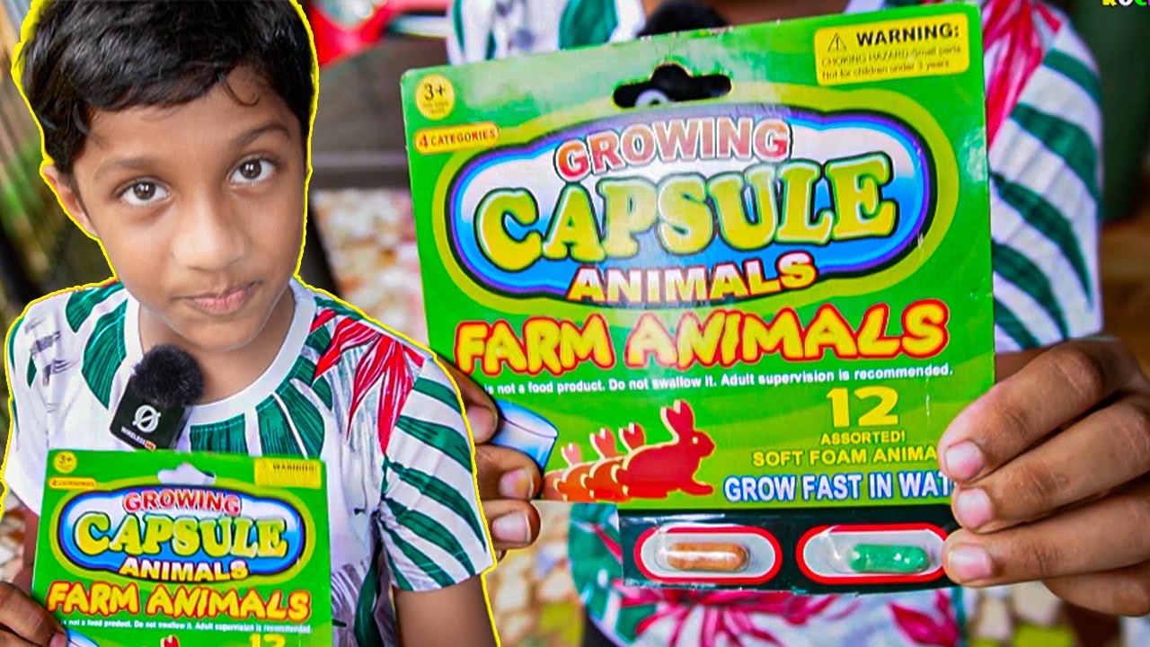 Reuel's Fun Experiment: Growing Animal Capsules! - YouTube