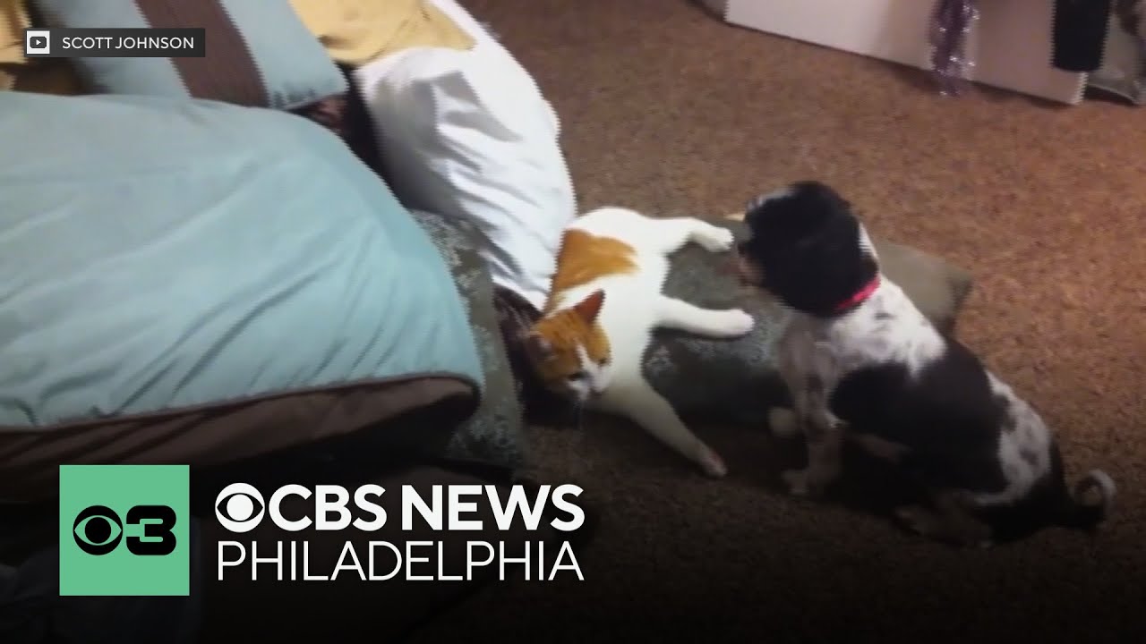 How to help cats and dogs get along under the same roof | Pet Project ...