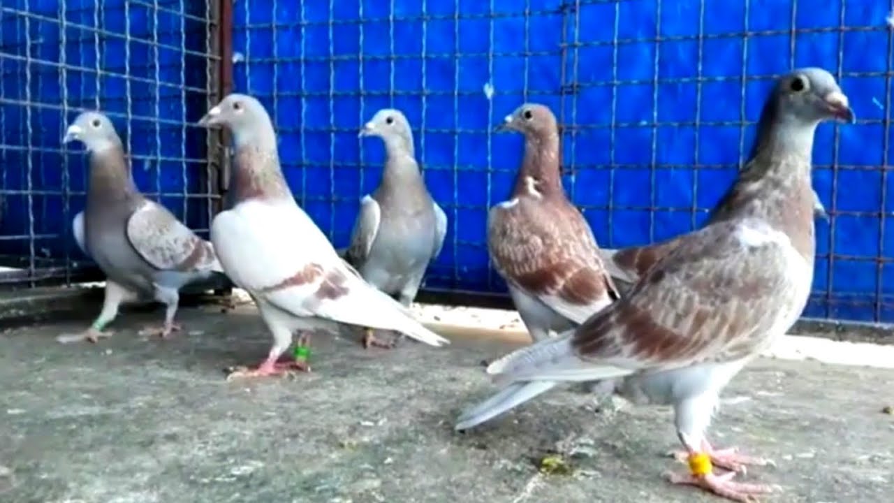 Beautiful pigeons , new pigeons / حمامة جميلة #pigon #kabutar #babybird ...