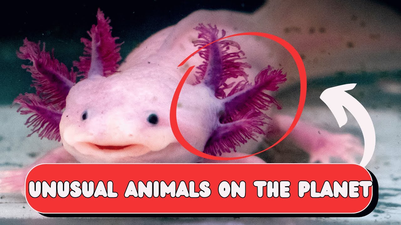 Top 10 Most Unusual Animals on the Planet | Mind-Blowing Creatures You ...