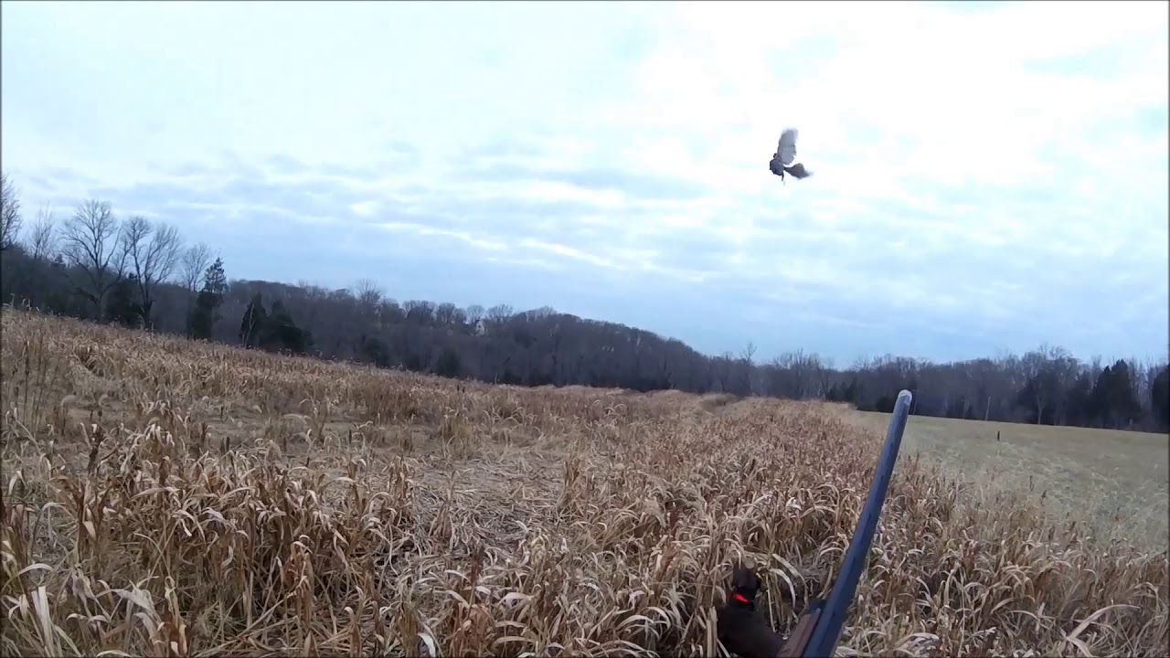 Pheasant flush, Lab in hot pursuit, going vertical - YouTube