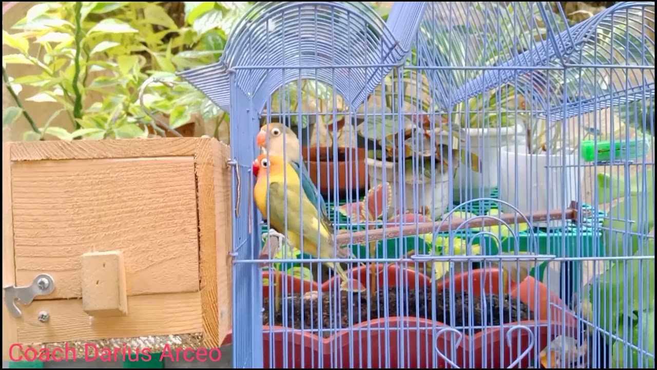 African Lovebirds | Albs 1 Albs2 and Albs1 chicks - YouTube