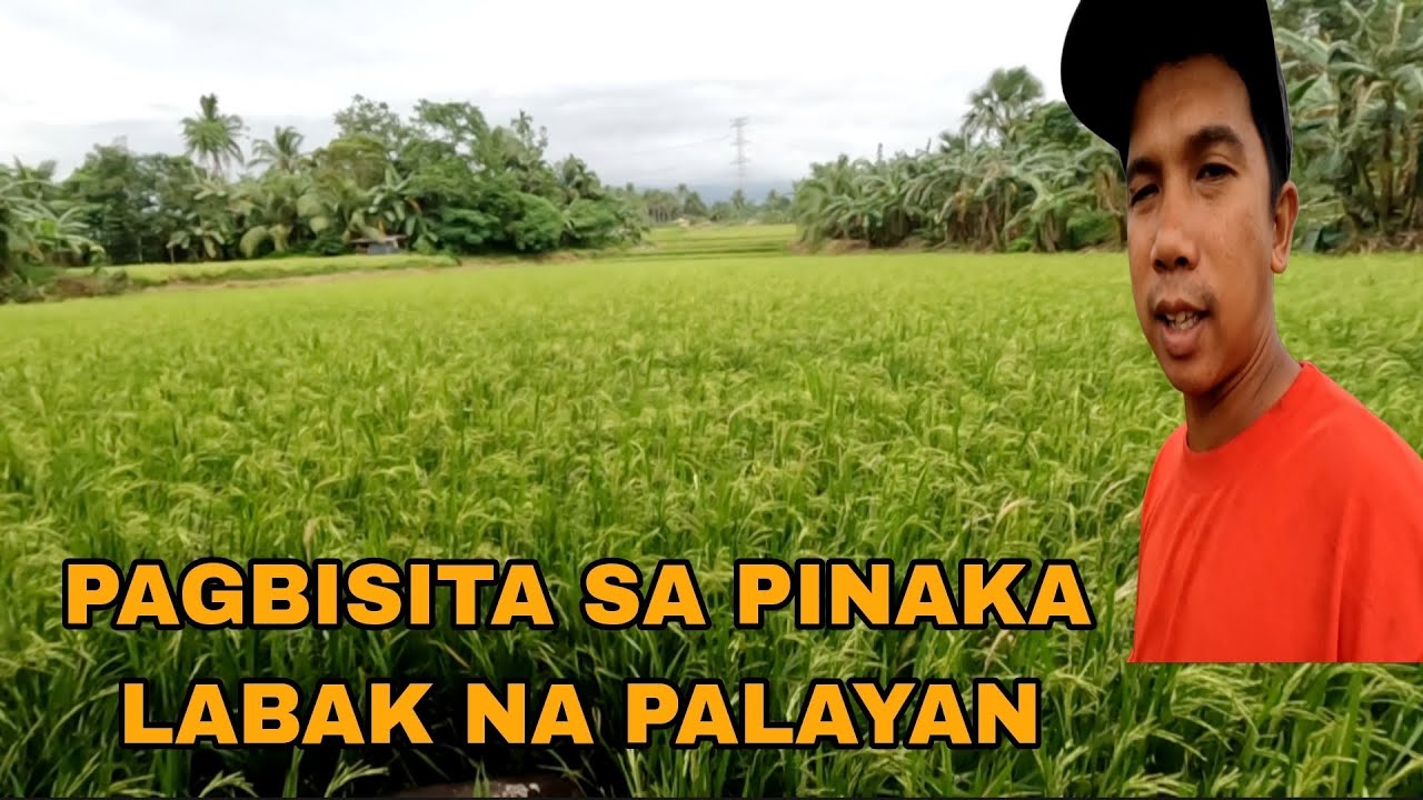 Update sa palayan sa ibaba area#1 - YouTube