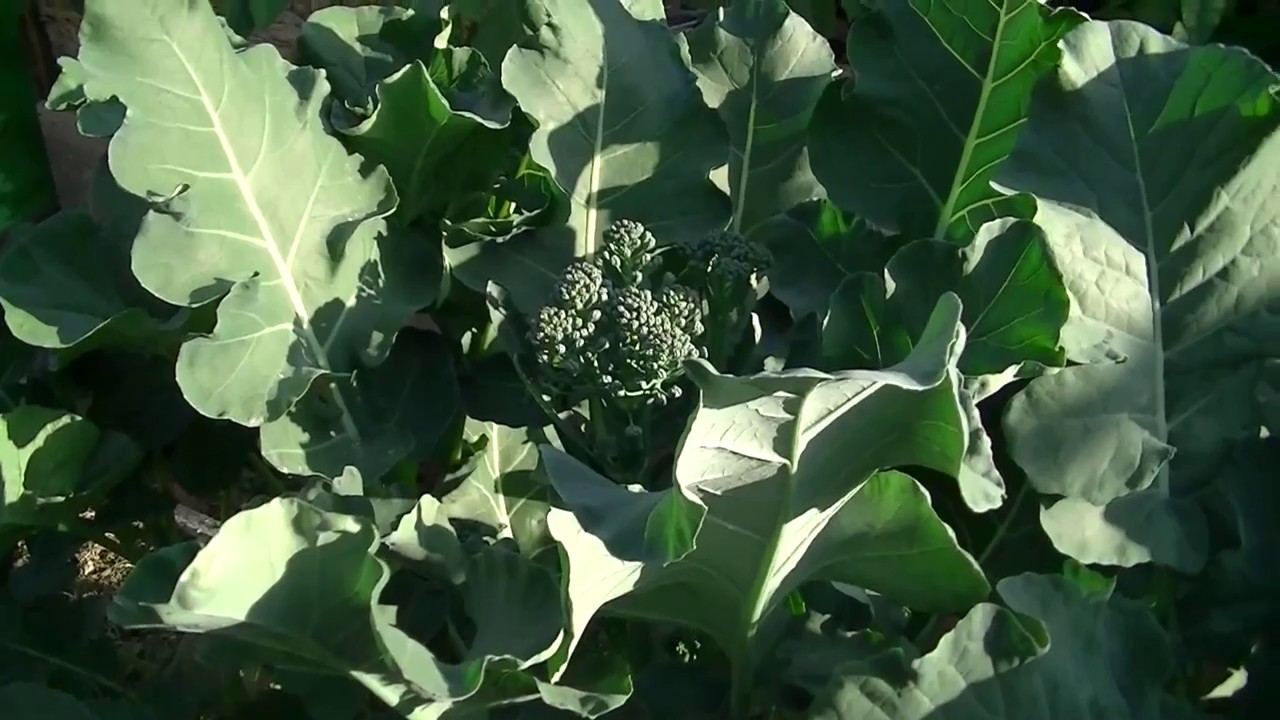 Growing veggies in Zone 4A (6/11/2018) - YouTube