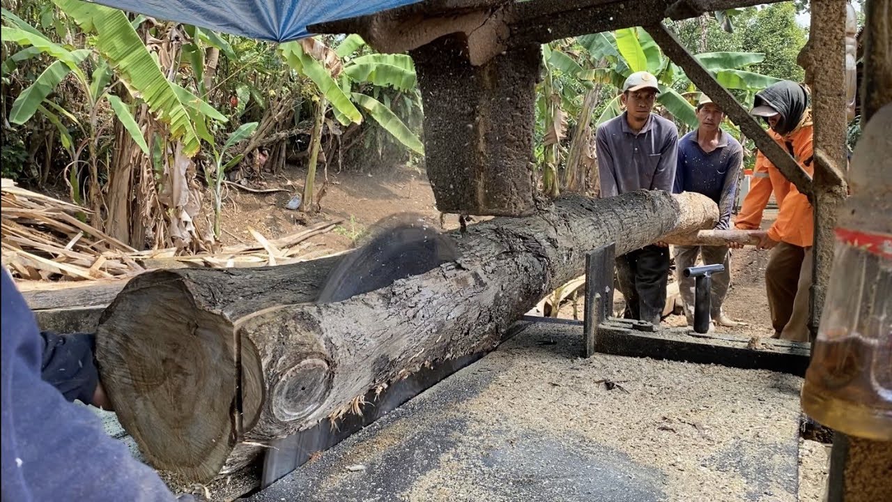 Aksi sniper kayu !! Cara penggergajian sangat tepat akurat dan teliti ...