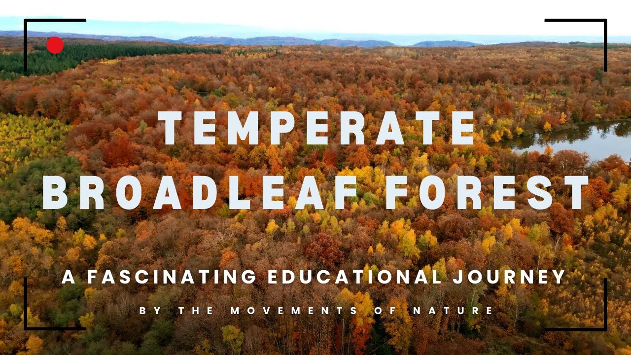 TEMPERATE BROADLEAF FOREST BIOME | 🍂🌳 - YouTube