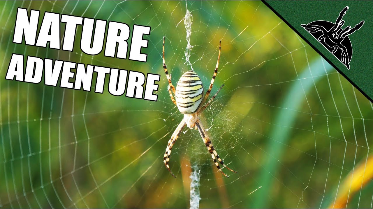 SPIDER HUNT at DRAVA - Nature Adventure - YouTube