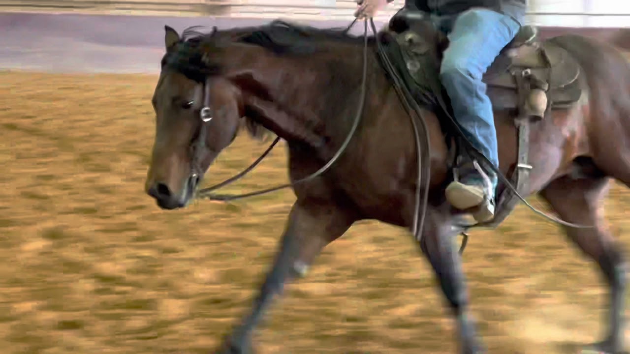 2021 AQHA Open Junior World Champion - Pound Sign - Stallion by ...