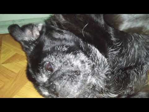 edward gets all the tummy tickles