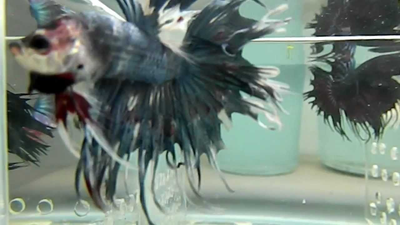Betta Corona Bettas CT Crowntail Black and fancy - YouTube