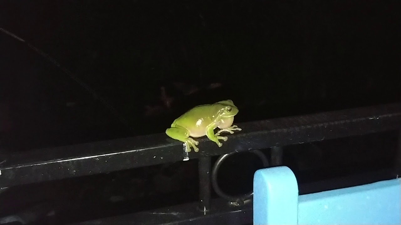 Green tree frog calling loudly - YouTube