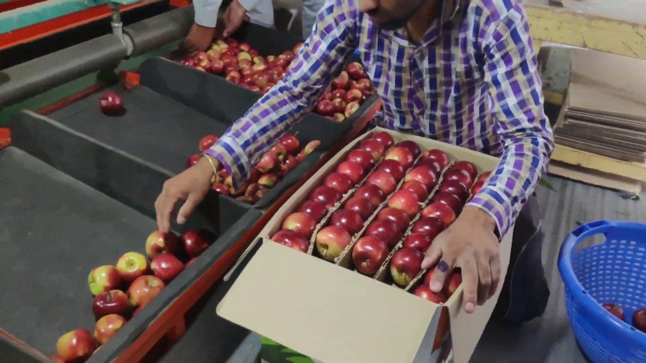 ||Apple grading and packing 2020 Part-1|| - YouTube