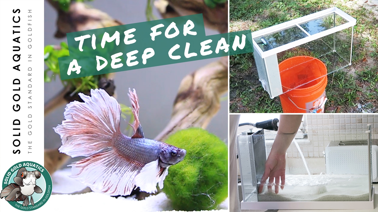 String Algae, Green Spot Algae & Ostracods... OH MY! - YouTube