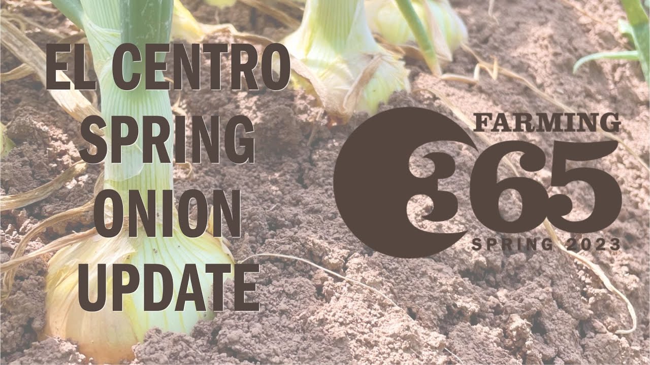 Farm 365- El Centro Spring Onion Update - YouTube