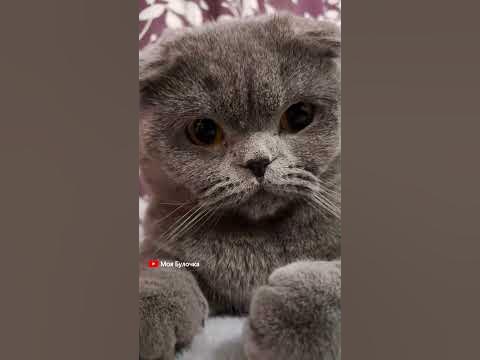 Зарплата💰Приколи кішки Булочки #моябулочка #скотішфолд #українськакішка ...