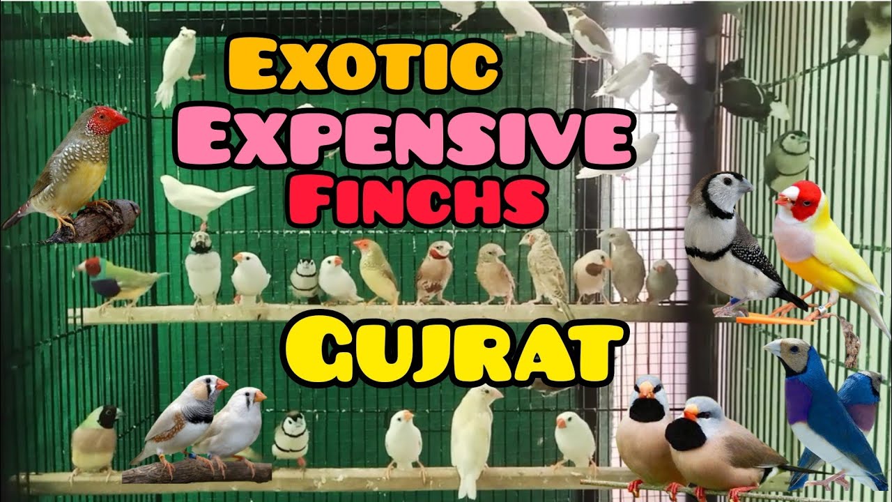 exotic expensive finches life cycle and basic information, expensive ...