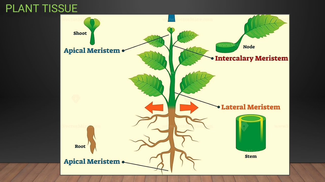 Cell Types & Cell Modification - YouTube