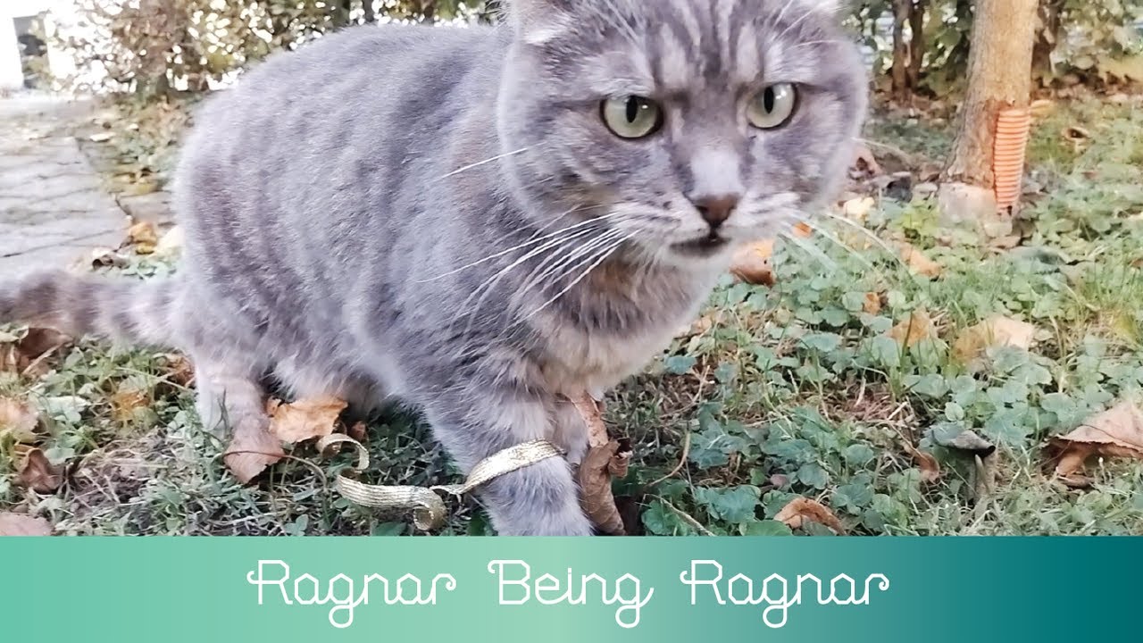 Ragnar Being Ragnar - YouTube