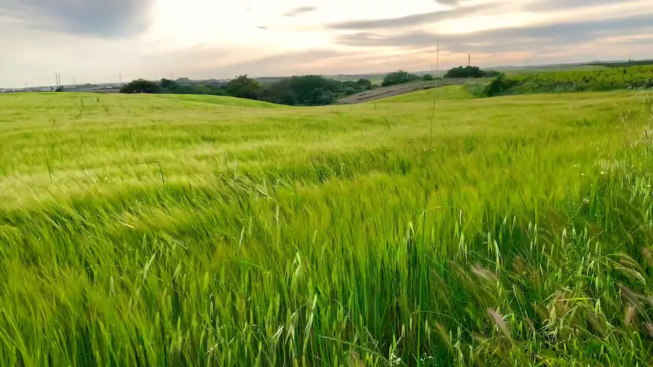 🍃 Spring breeze | wind sound | asmr - YouTube