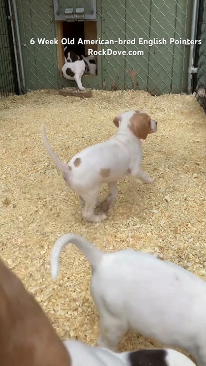 Six-Week-Old American-Bred English Pointers Playing. RockDove.com - YouTube
