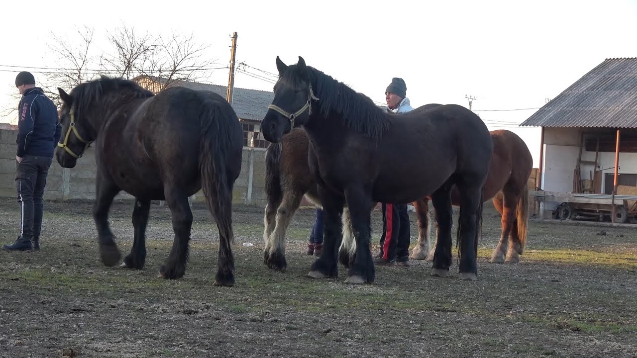 Caii lui Nicu de la Tinca, Bihor - 2020 Nou!!! - YouTube