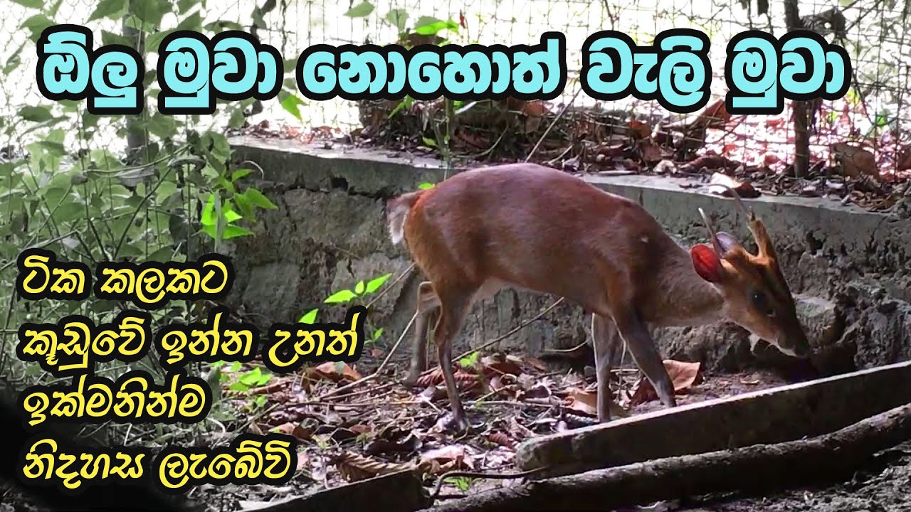 Olu Muwa or Welli Muwa ( ඕලු මුවා / වැලි මුවා ) at Horagolla National ...