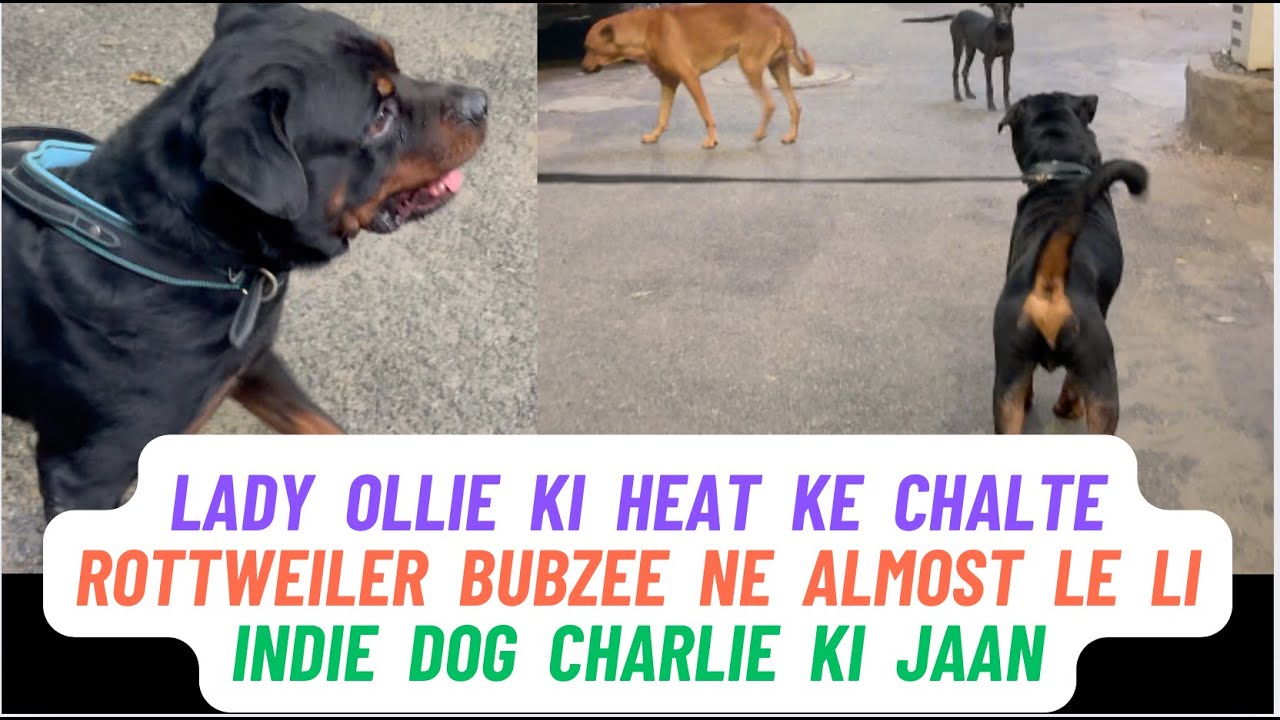 Rottweiler Bubzee Or Indie Dog Charlie Ki Huyi Ladaayi: Olla ki Heat Ke ...