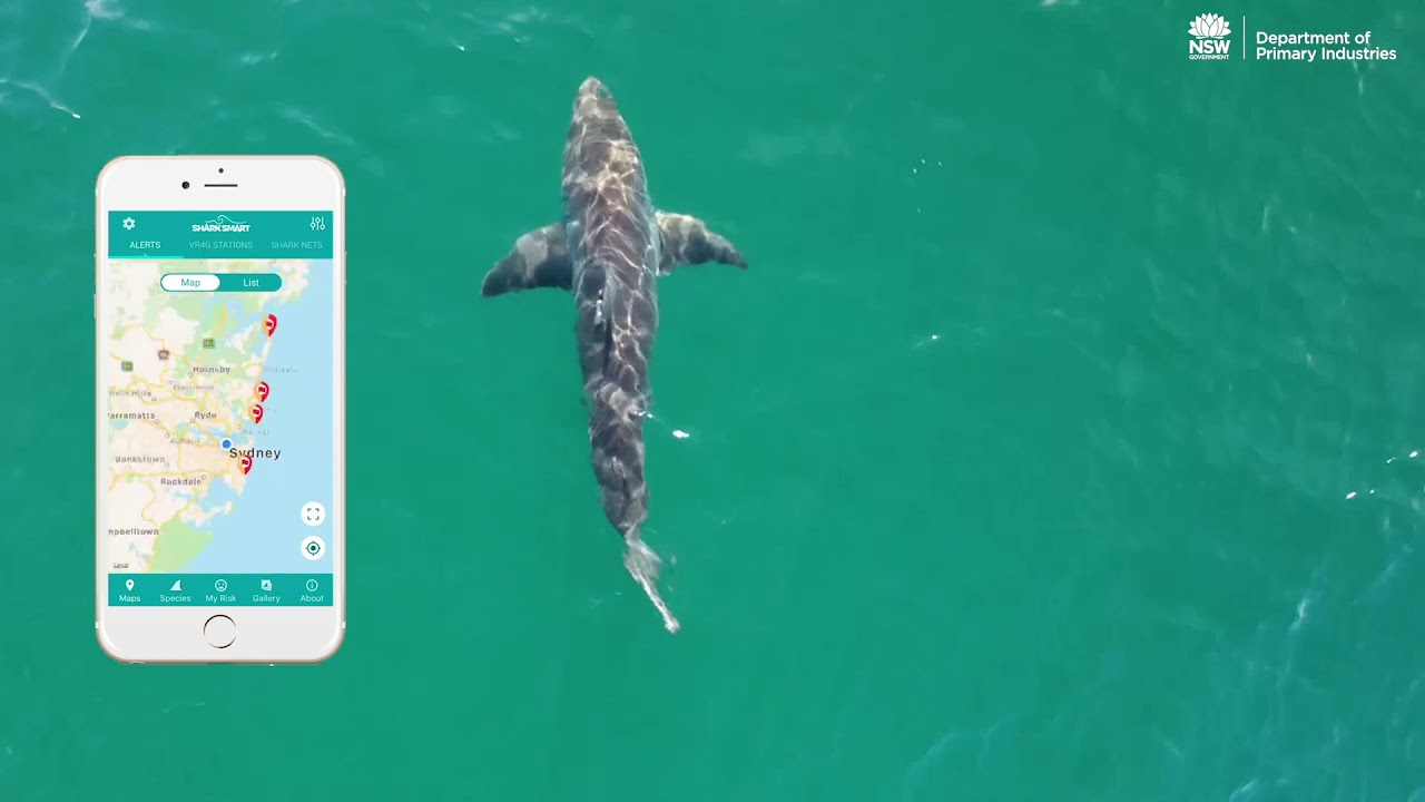 NSW Shark Listening Stations - YouTube