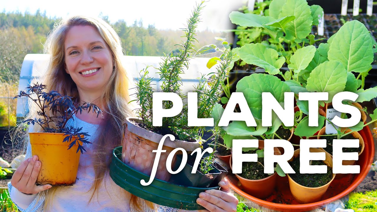 5 Ways to Get Plants for Free (fill your garden on a budget) - YouTube