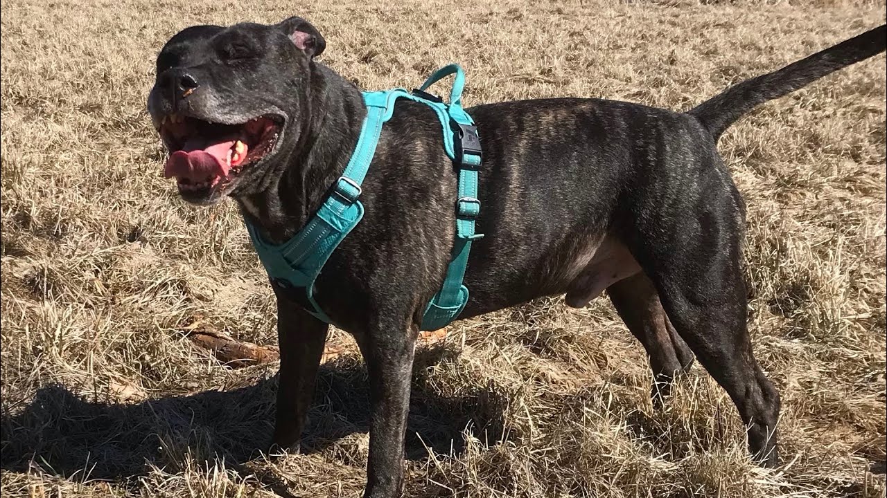 Pit bull / walk in the spring forest / green Sweden - YouTube