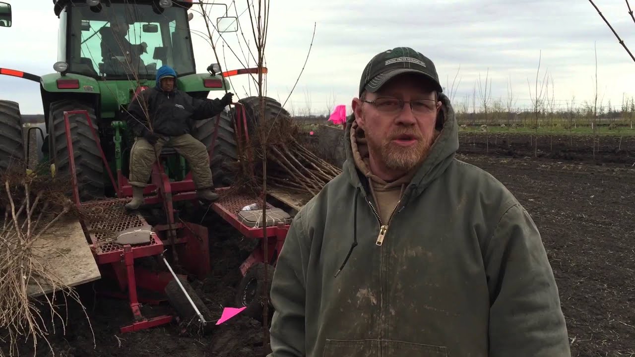 Planting Rugged Ridge Maples - YouTube