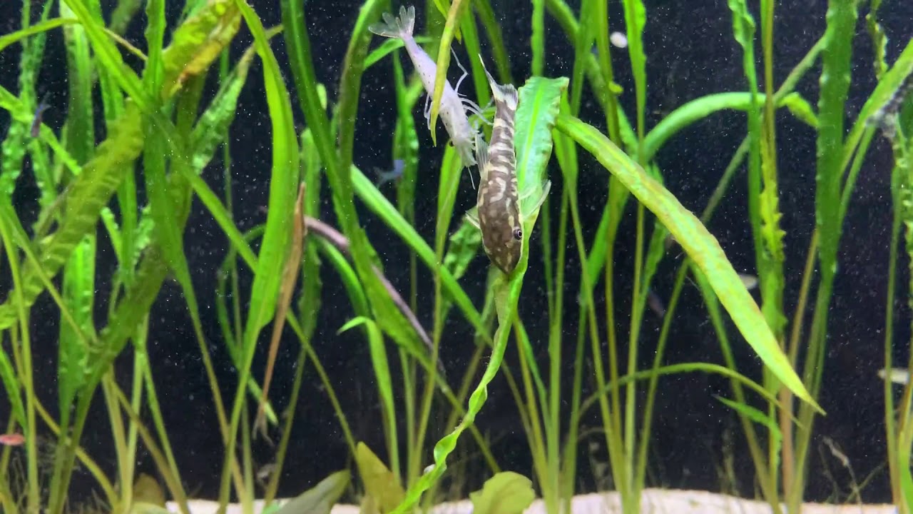 Otocinclus cocama - zebra oto - YouTube