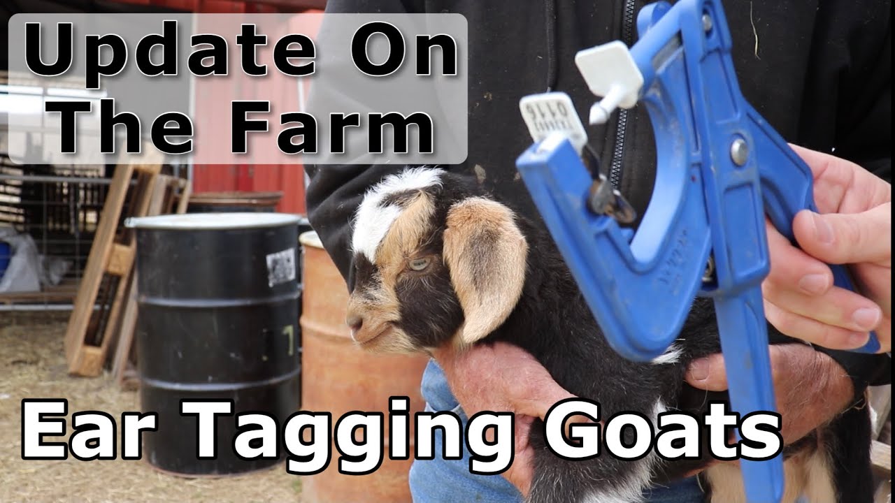Update around the Farm | Tagging Baby Goats | How we tag & why | Kiko ...