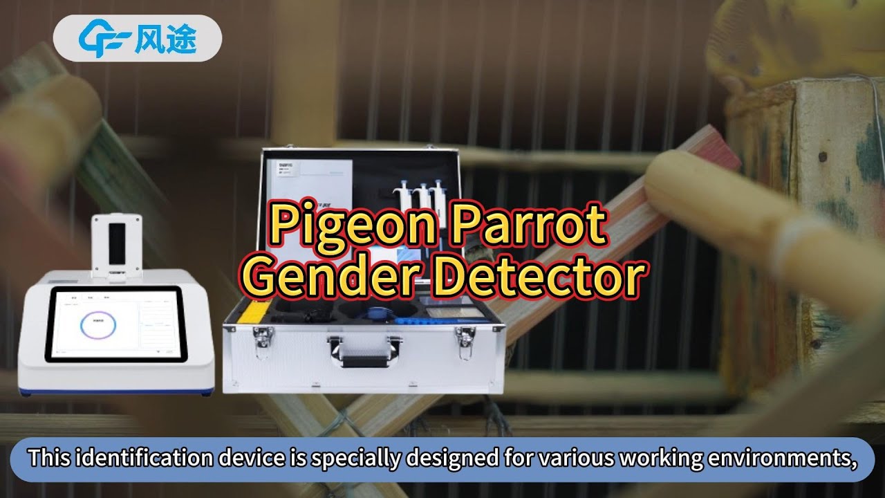 🕊Pigeon parrot gender detector - YouTube