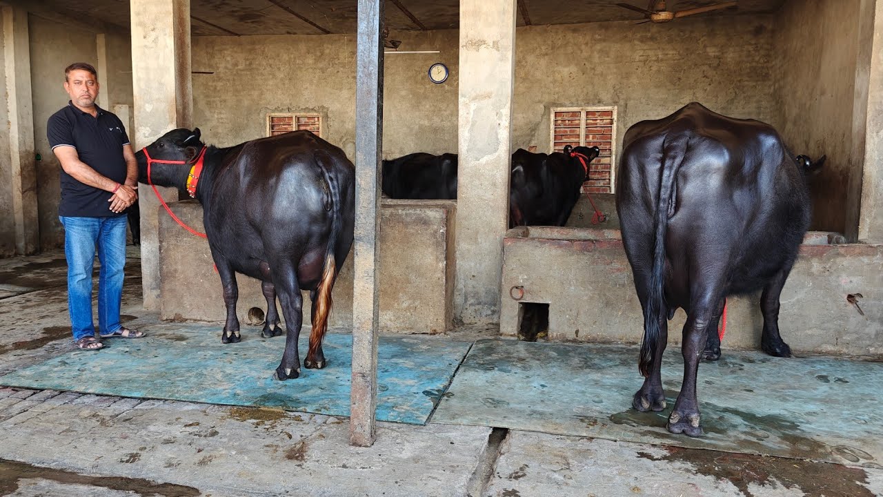 5 ਮੱਝਾਂ ਵਿਕਾਊ, 5 Buffaloes For Sale - YouTube