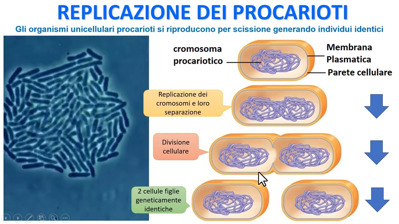 REPLICAZIONE DEI PROCARIOTI - YouTube