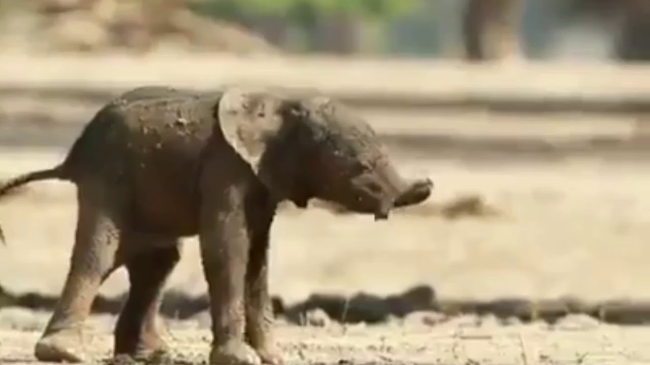 WATCH: Adorable Video of Baby Elephant Taking its First Steps Has ...