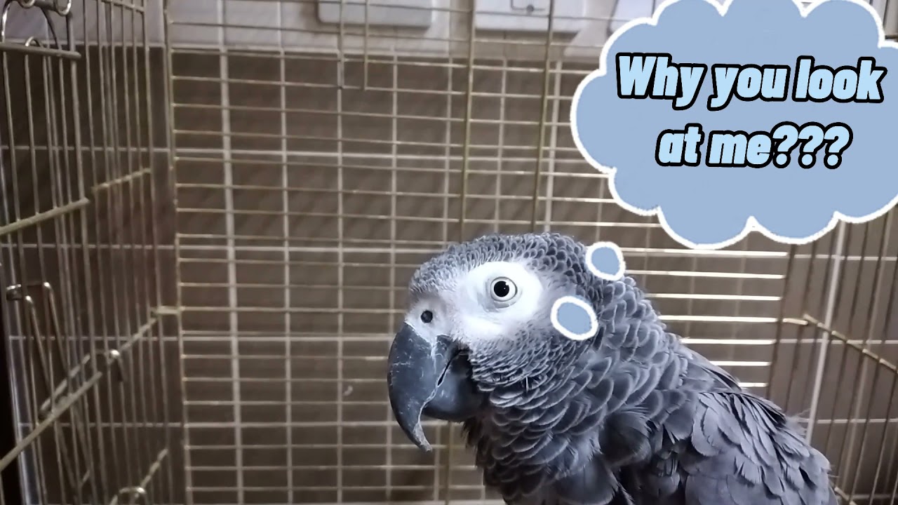 Parrot asking a Question| #shorts - YouTube