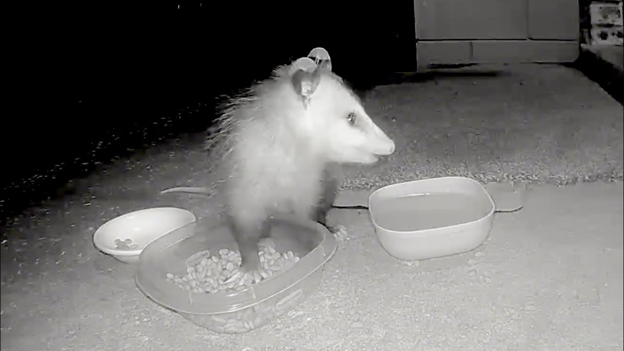 Adorable And Peculiar Kitten : Surprises Us At Our Stray Cat Feeding ...