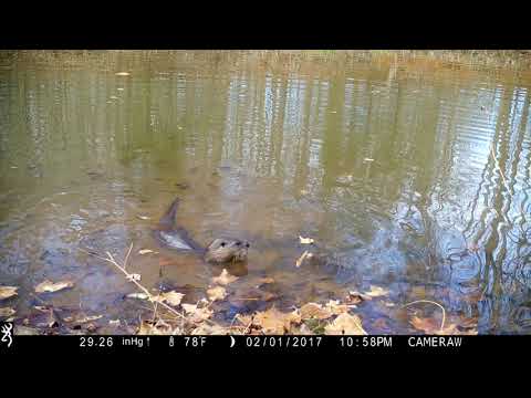 River otter catching and eating a frog.