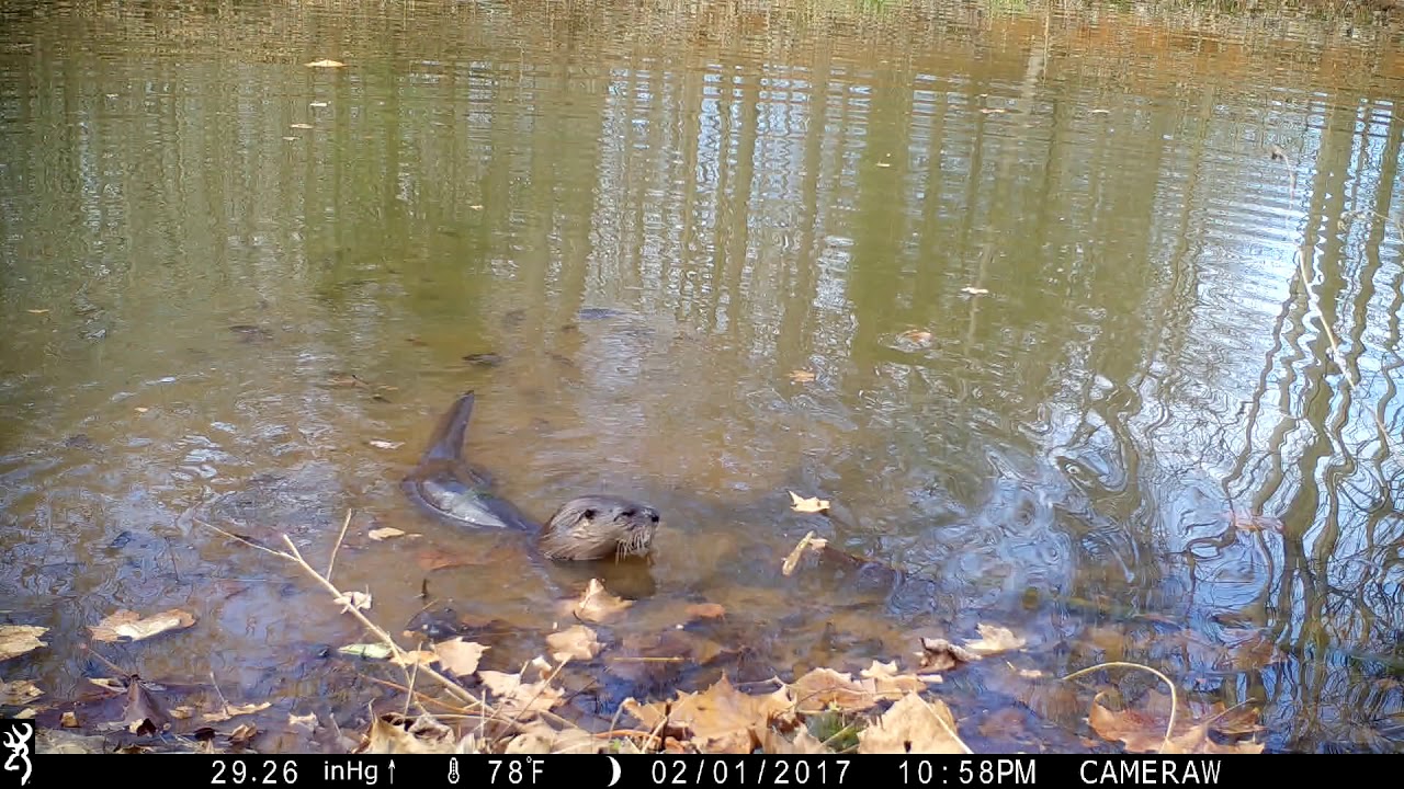 River otter catching and eating a frog. - YouTube