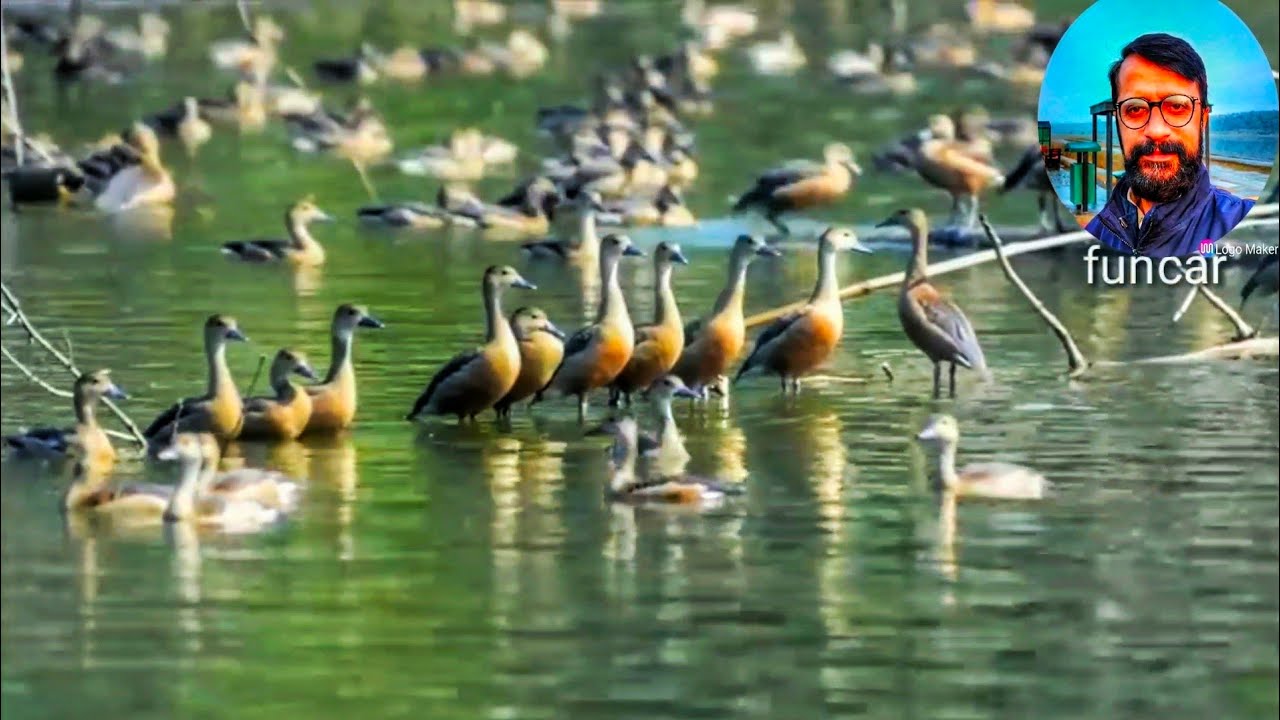 Kahbeki Jheel Soon Sakesar | Migratory birds in Pakistan | Pleasant ...