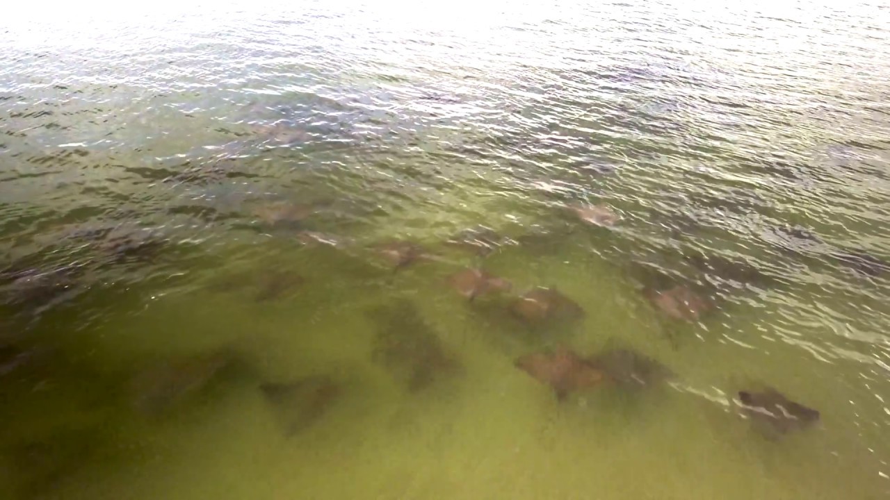 Dolphins & Sharks chasing mullet -- Apollo Beach Flats in Tampa Bay, FL ...