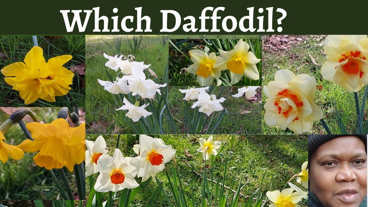 Exploring Daffodil Varieties: Colors, Shapes & Planting Tips for Your ...