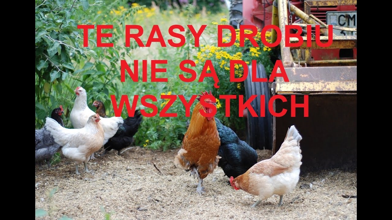 Odcinek 1064 JAKICH RAS KUR NIE POLECAM I DLACZEGO? NAJGORSZE RASY ...